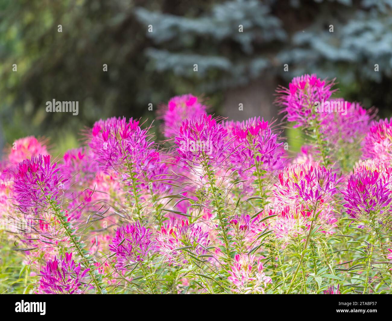 Group of purple and red Cleome hassleriana flowers or Spinnenblume or ...