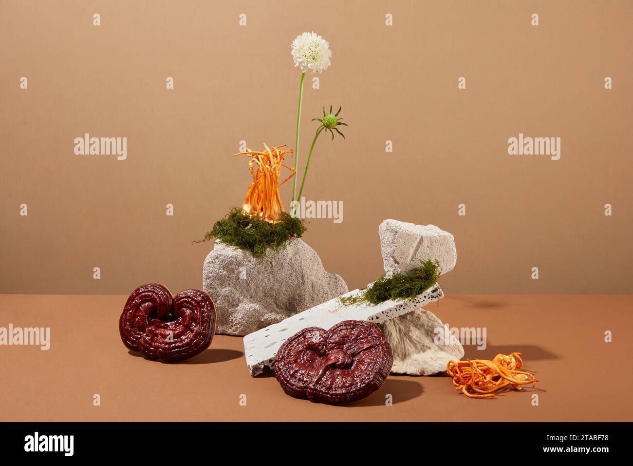 Against the brown background, cordyceps and ganoderma mushroom ...