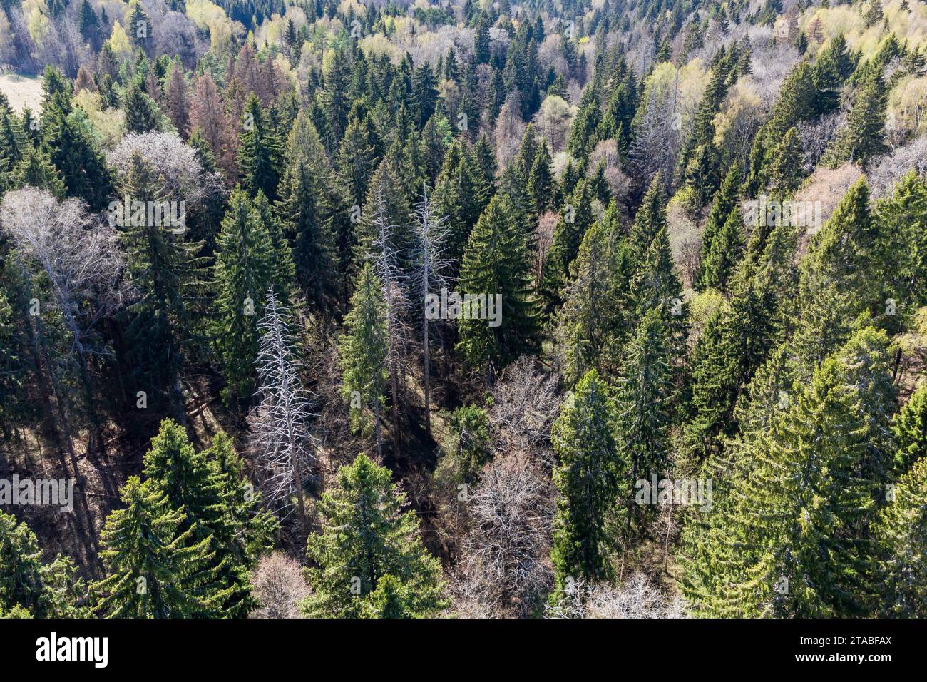 Aerial view of coniferous forest with evergreen spruce trees Stock ...