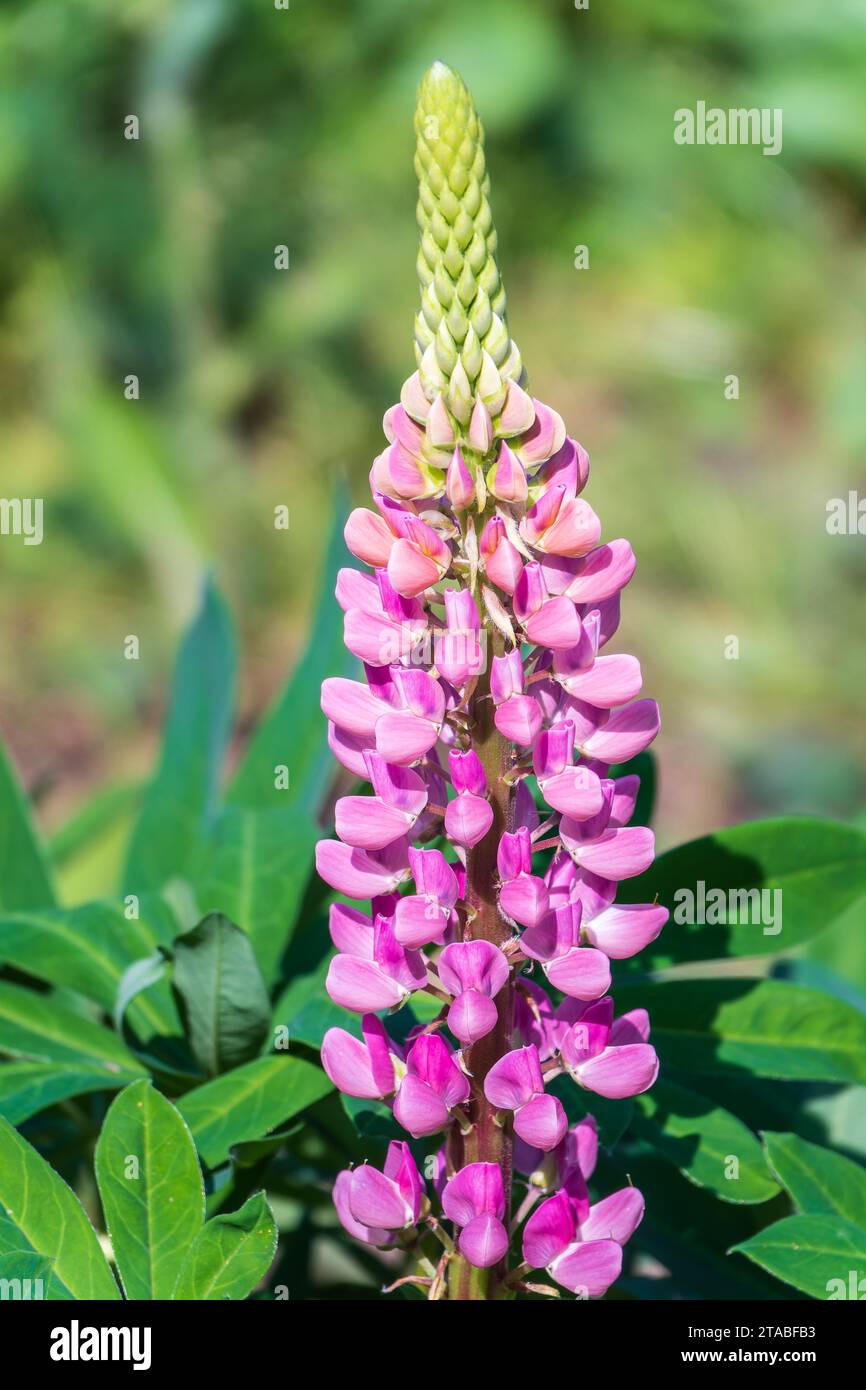 Lupins, lupin plant, lupinus, with pink flowers growing in a back ...