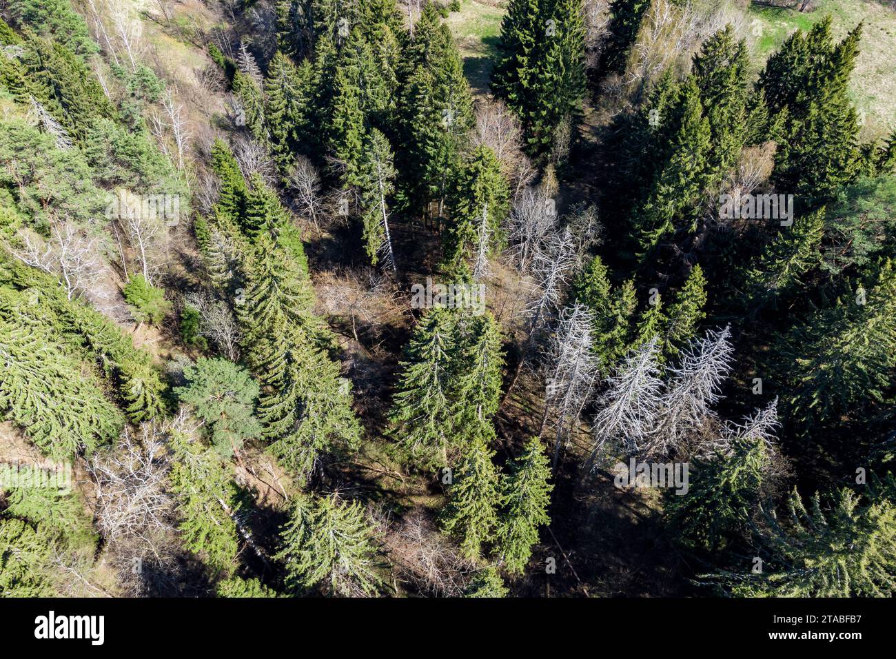 Aerial view of coniferous forest with evergreen spruce trees Stock ...