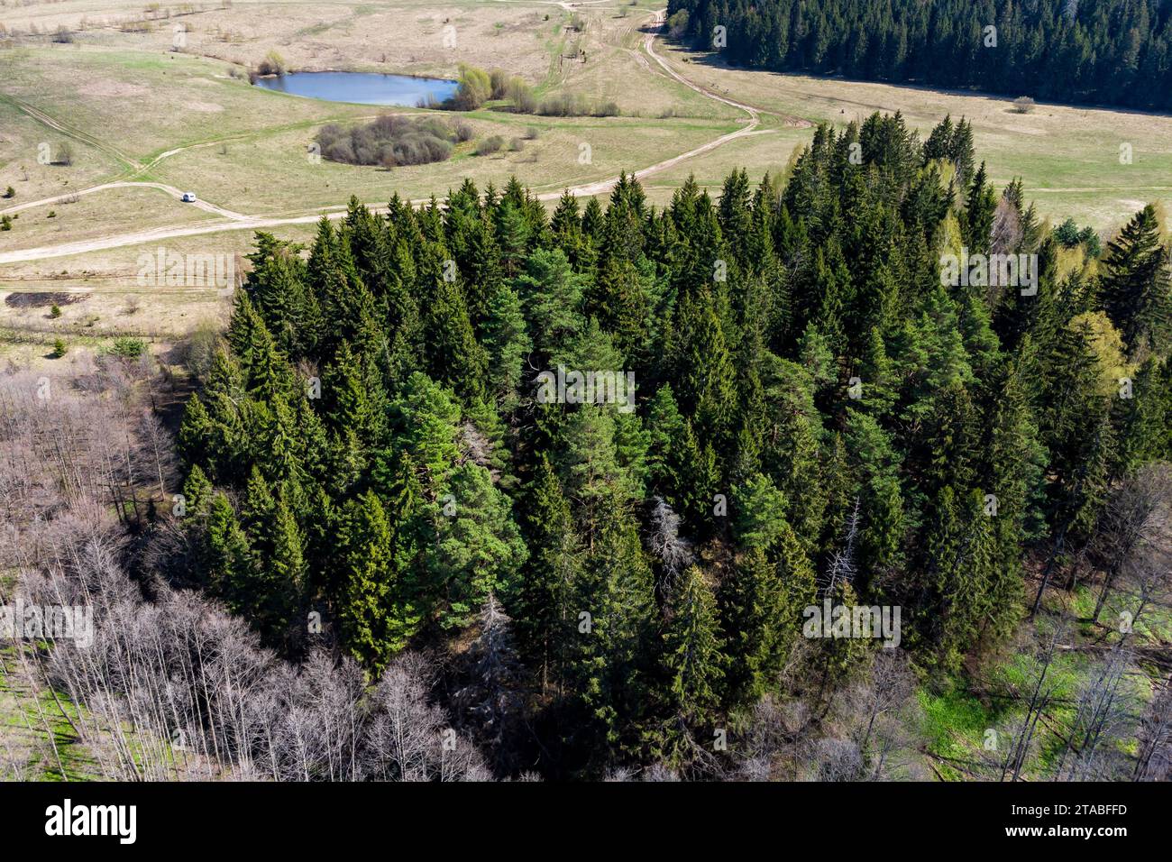 View from above of densely growing coniferous trees with spruce and ...