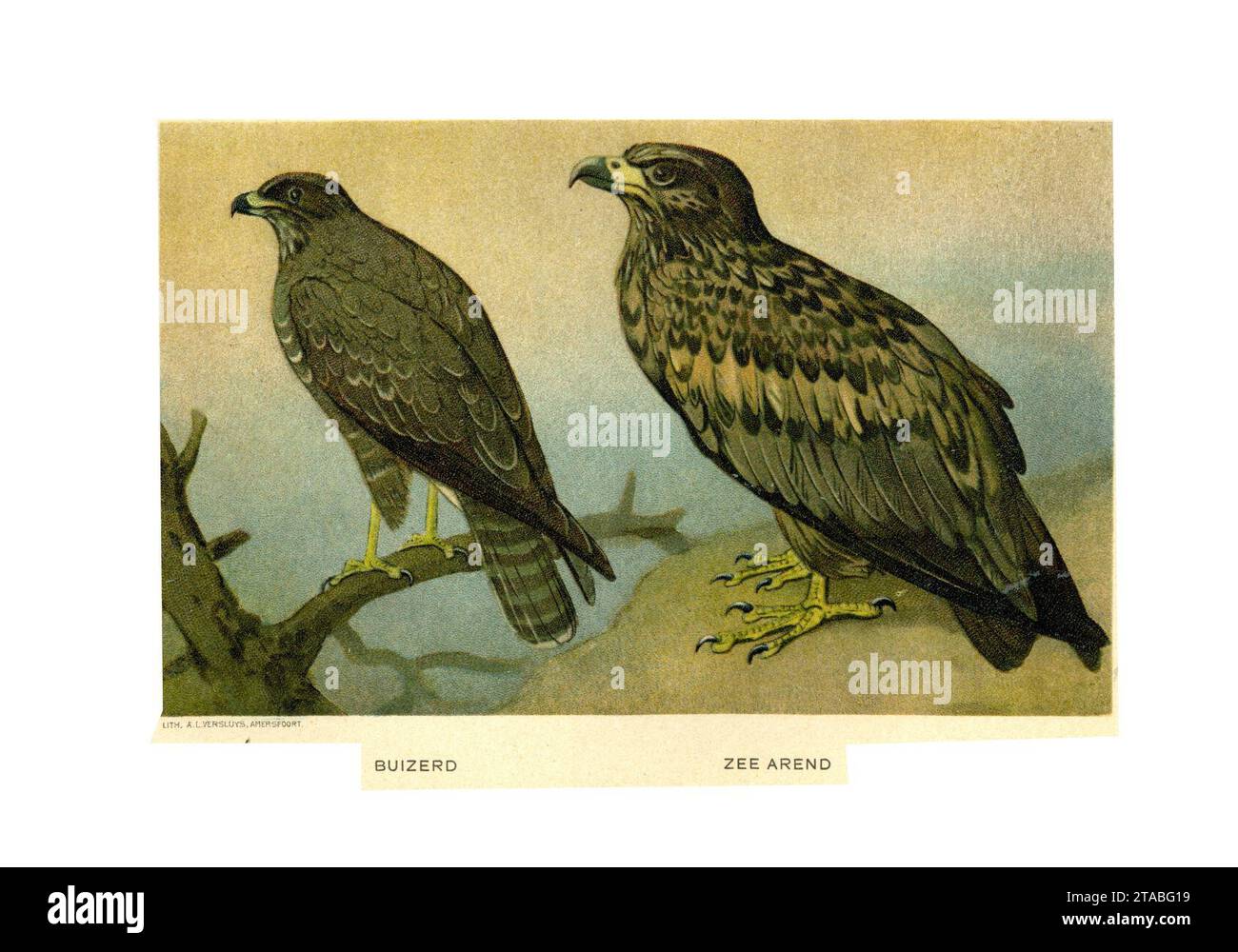 Jan van oort hi-res stock photography and images - Alamy
