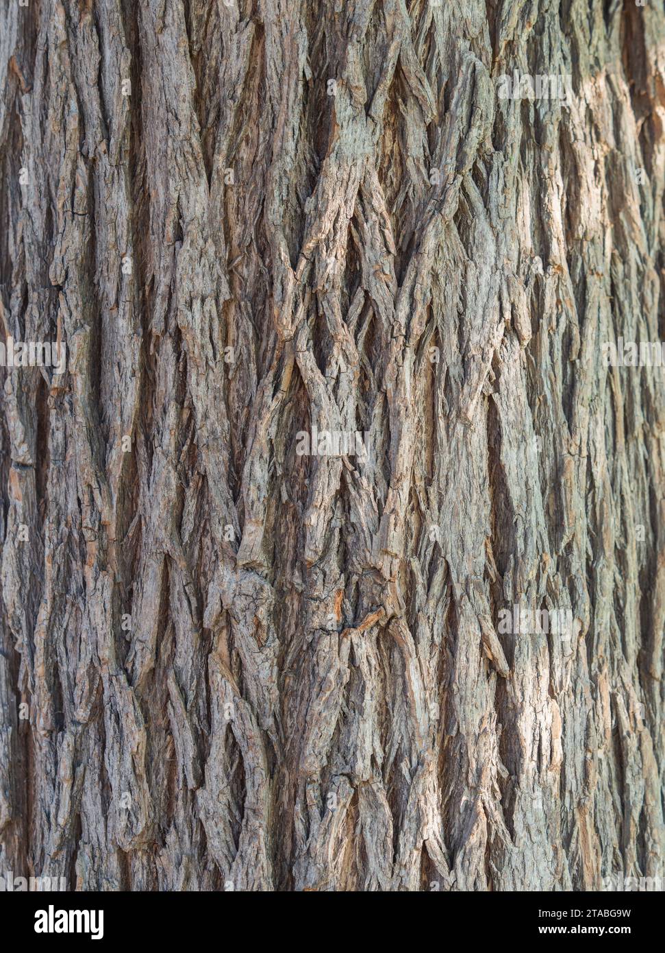 Old tree bark texture willow wood. The texture of the bark of an old ...