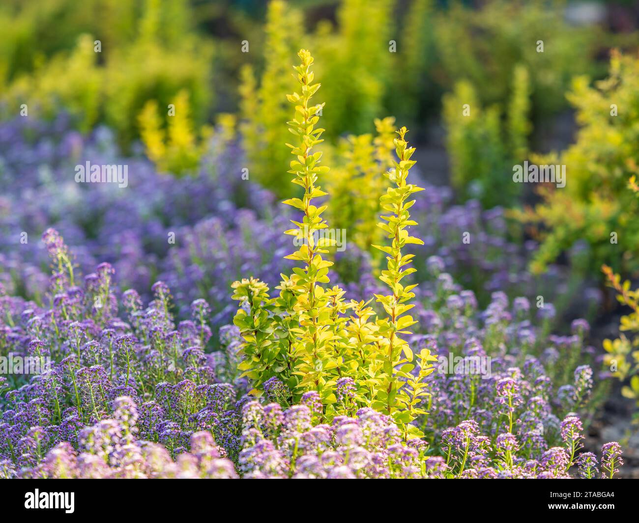 Verbena bonariensis flowers, Argentinian Vervain or Purpletop Vervain ...