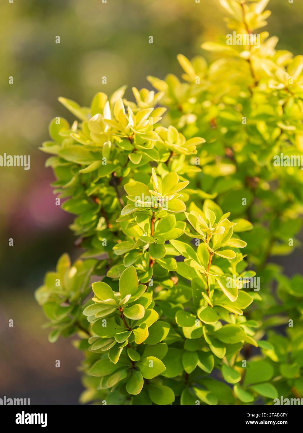 Nature of green leaf in garden at summer. Natural green leaves plants ...