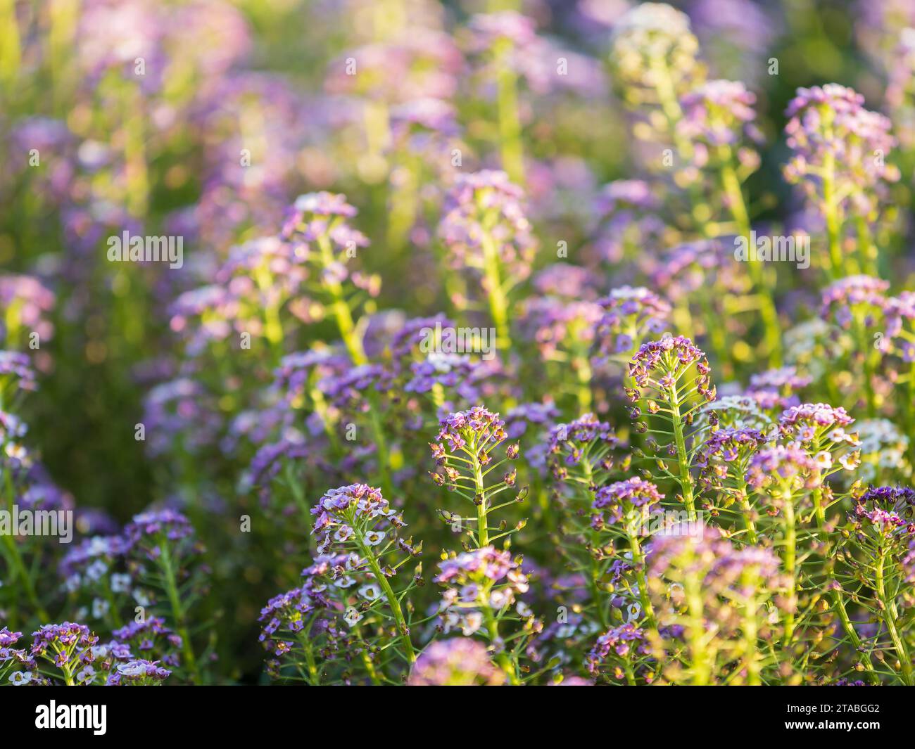 Verbena bonariensis flowers, Argentinian Vervain or Purpletop Vervain ...