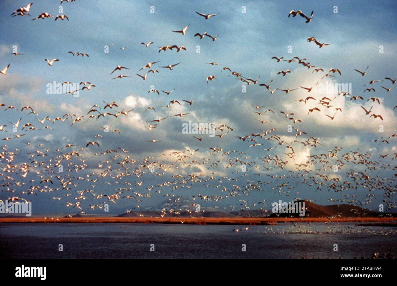 Volcanic Legacy Scenic Byway - Ross Geese at Lower Klamath National ...