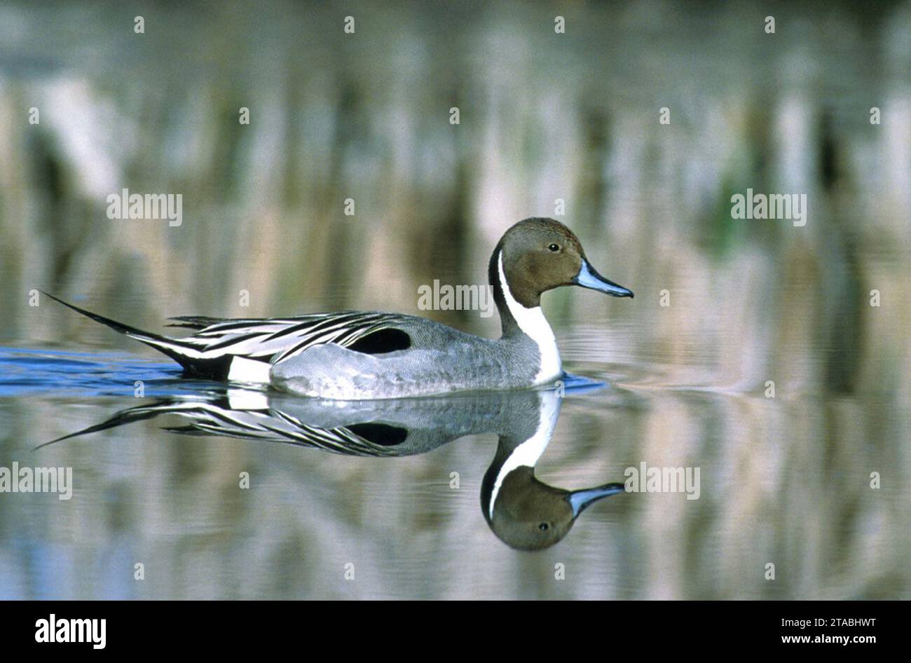 Volcanic Legacy Scenic Byway - Pintail Along Volcanic Legacy Scenic ...