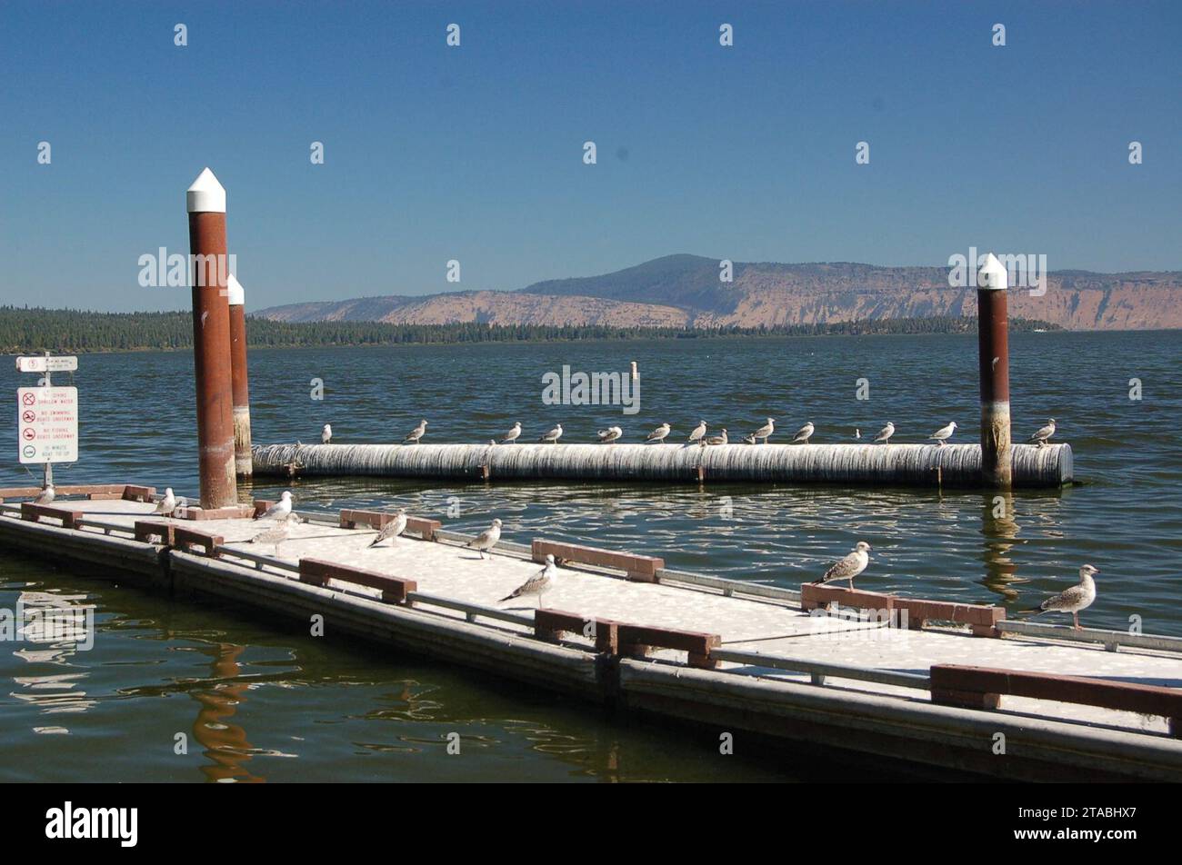 Volcanic Legacy Scenic Byway - Seagulls on Dock at Howard Bay Stock ...