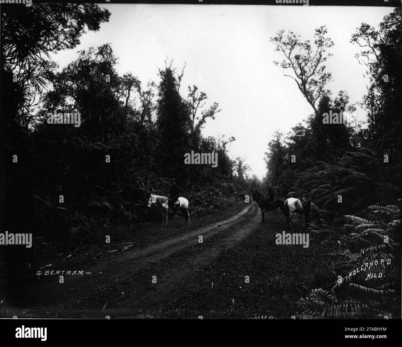 Volcano Road, Hilo (3 Stock Photo - Alamy