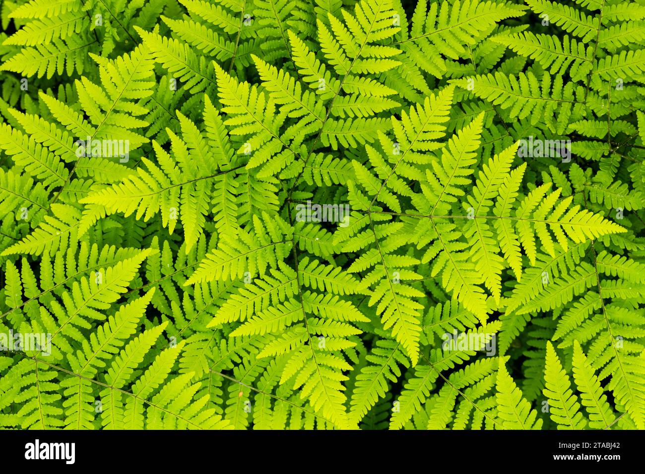 Close up of ferns hi-res stock photography and images - Alamy