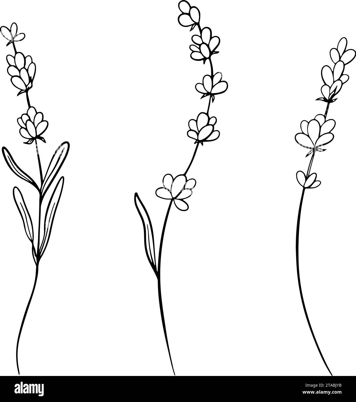 Set of Lavender flower line art drawing. Hand drawn black ink sketch ...