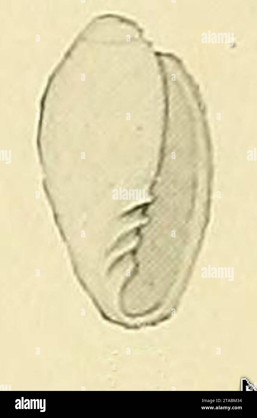 Volvarina parvistriata 001 Stock Photo - Alamy