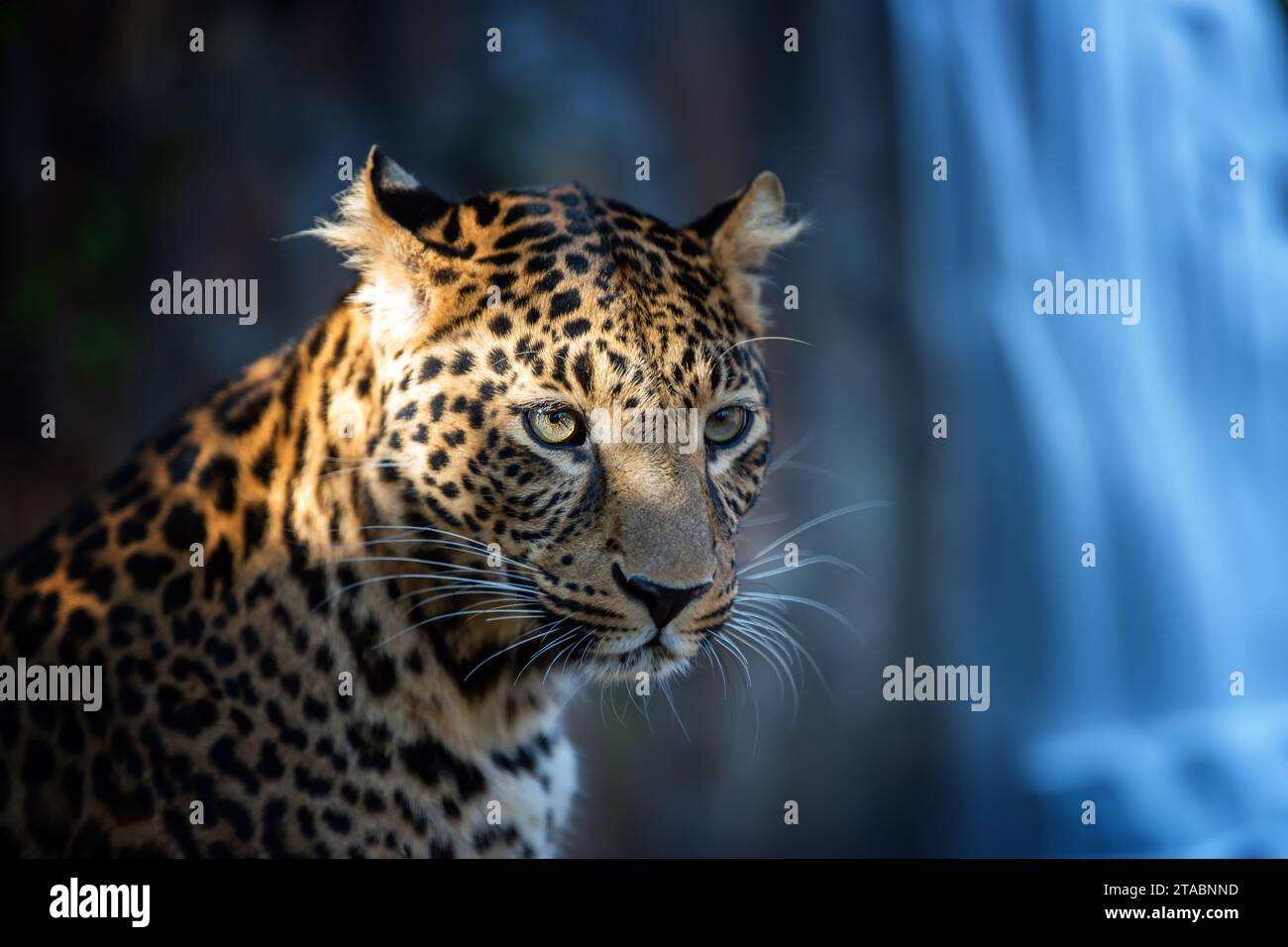 Close up portrait of leopard (Panthera pardus) on waterfall background ...