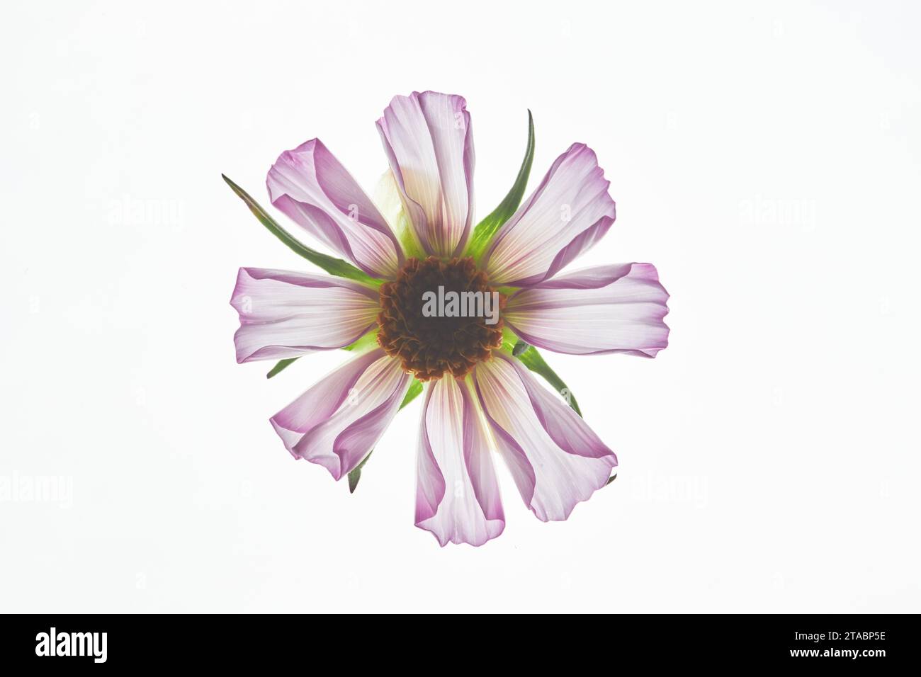 Minimal top view background of single flower in bloom against backlight ...