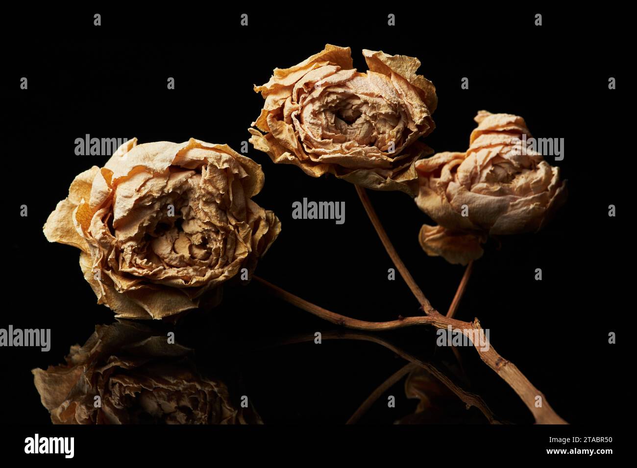 Closeup background image of dried roses with mirror reflection against ...