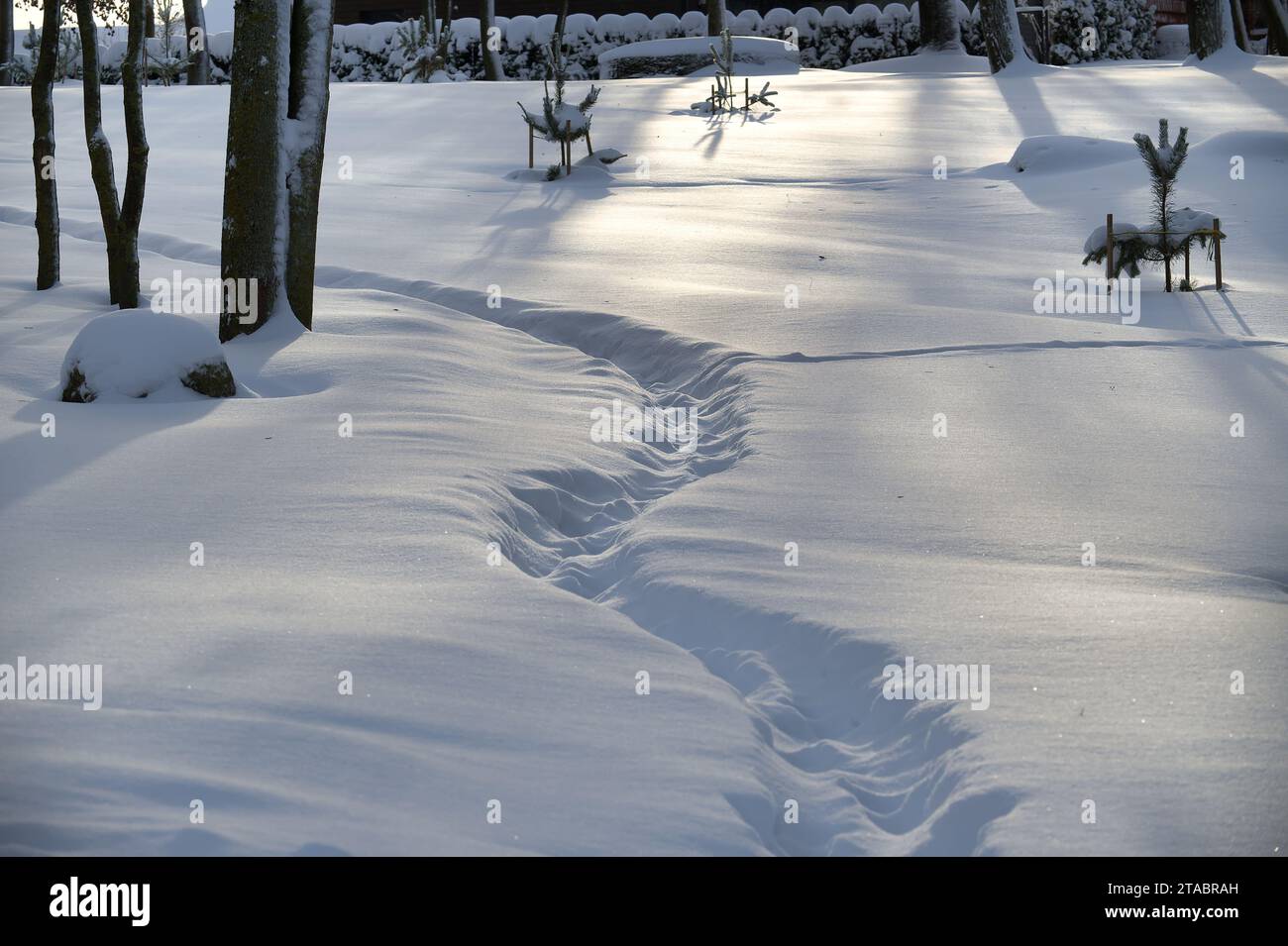 Calm and serene winter scene with a deep layer of snow covering the ...