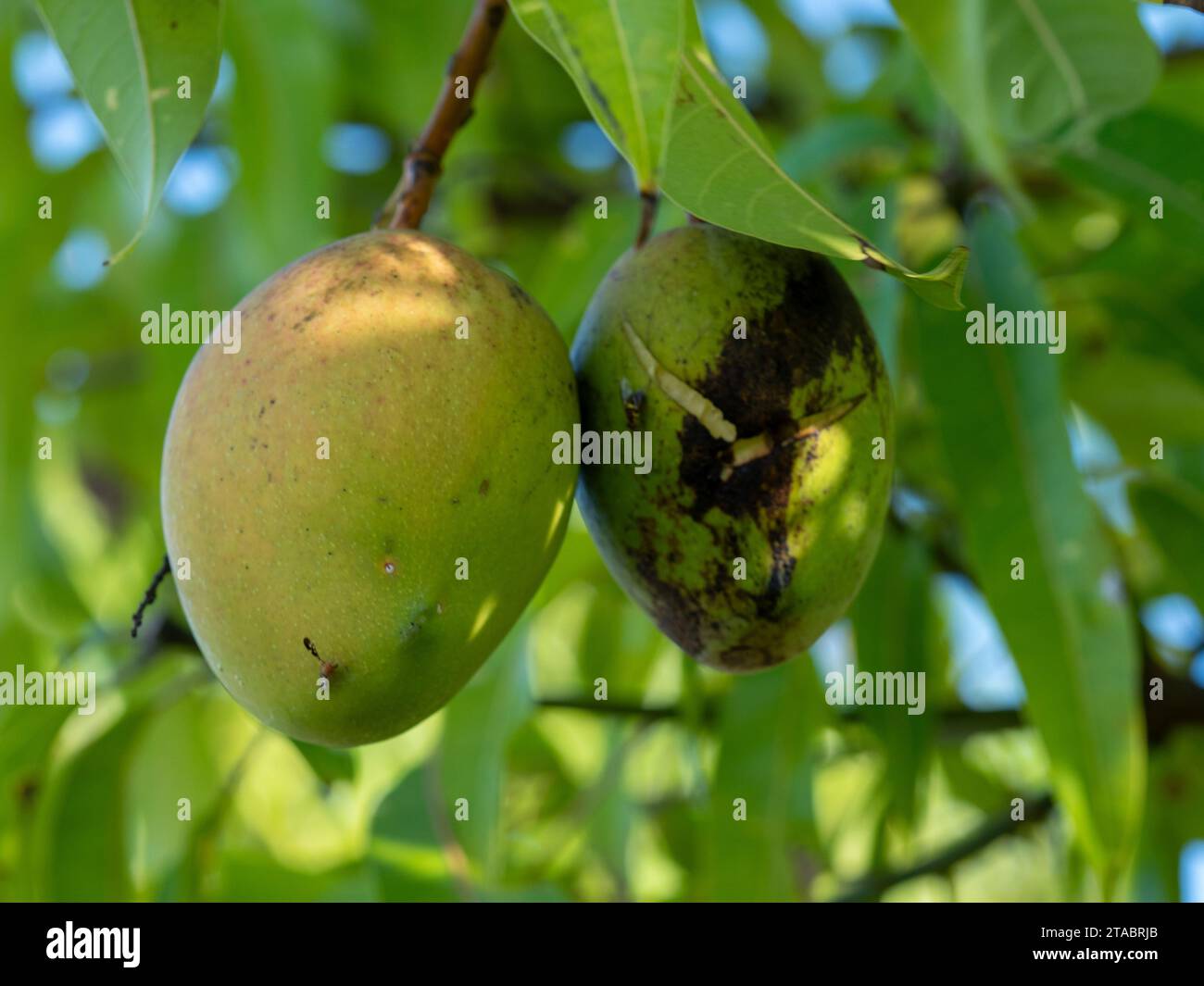 Mango fruits grow on hi-res stock photography and images - Alamy