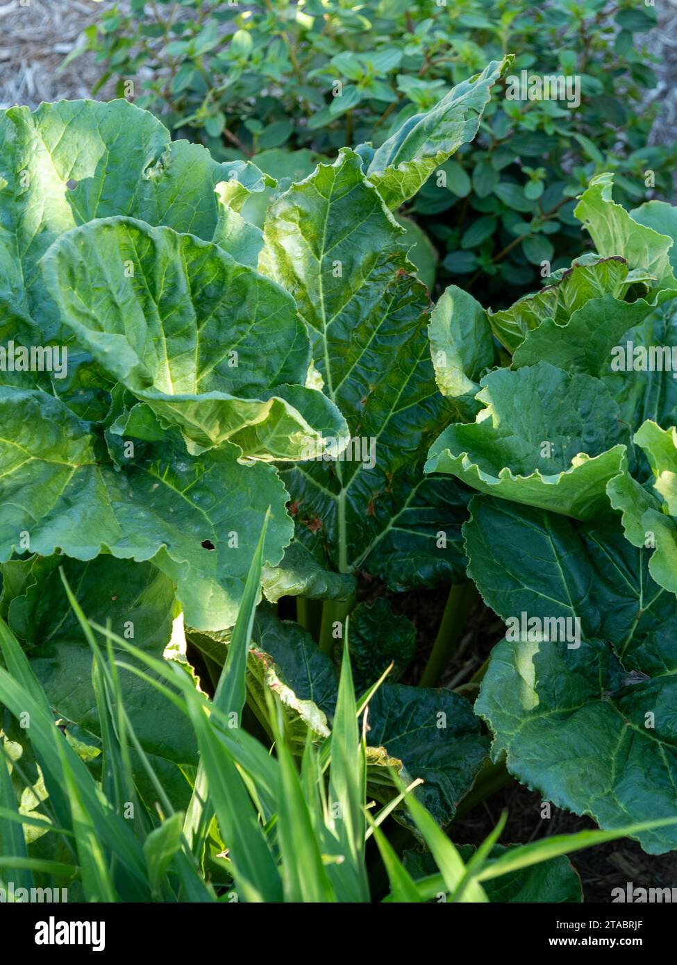 The large green leaves of a Rhubarb plant in a vegetable garden Stock ...