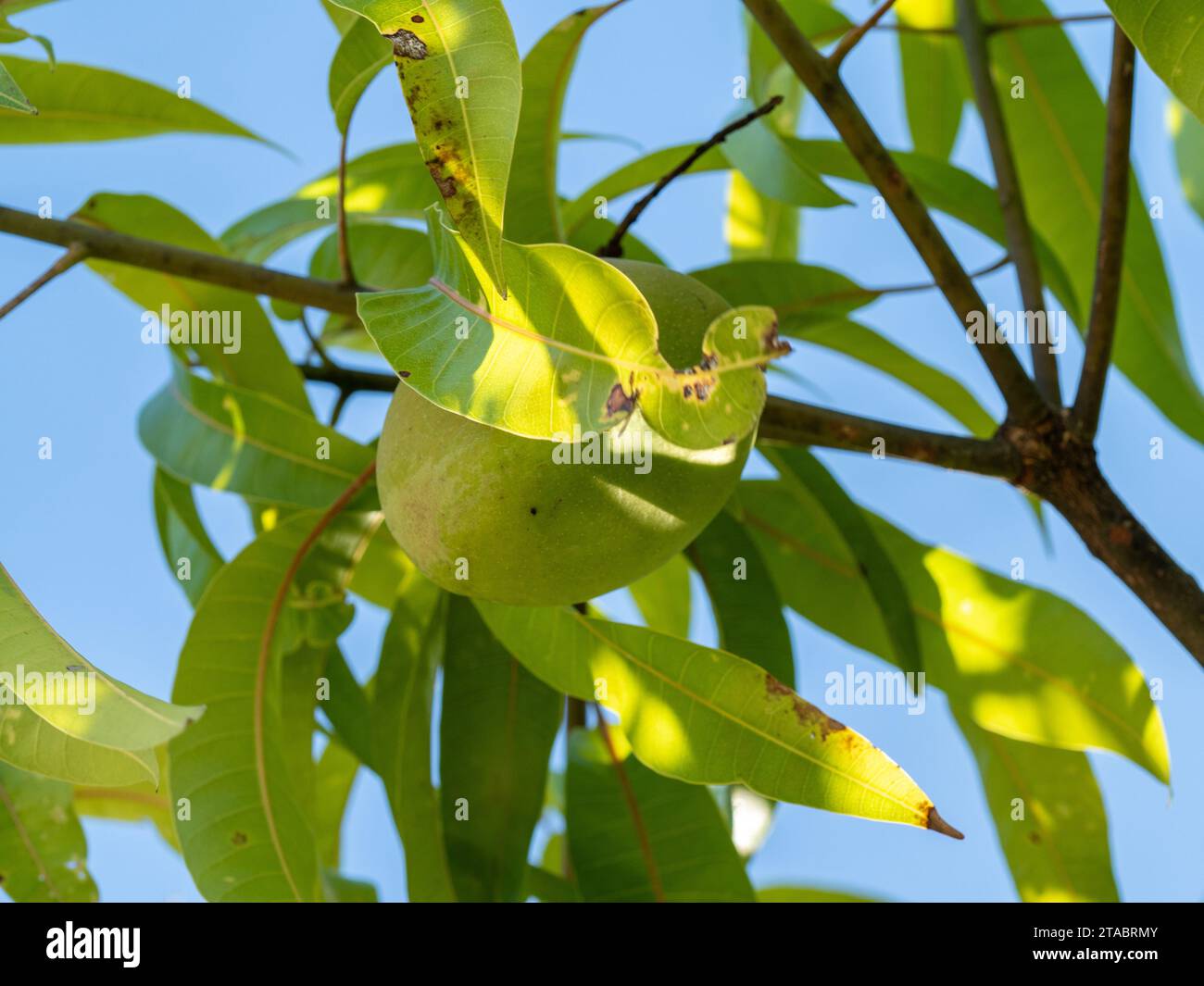 A Mango fruit, green leaves and branches on the tree from underneath ...