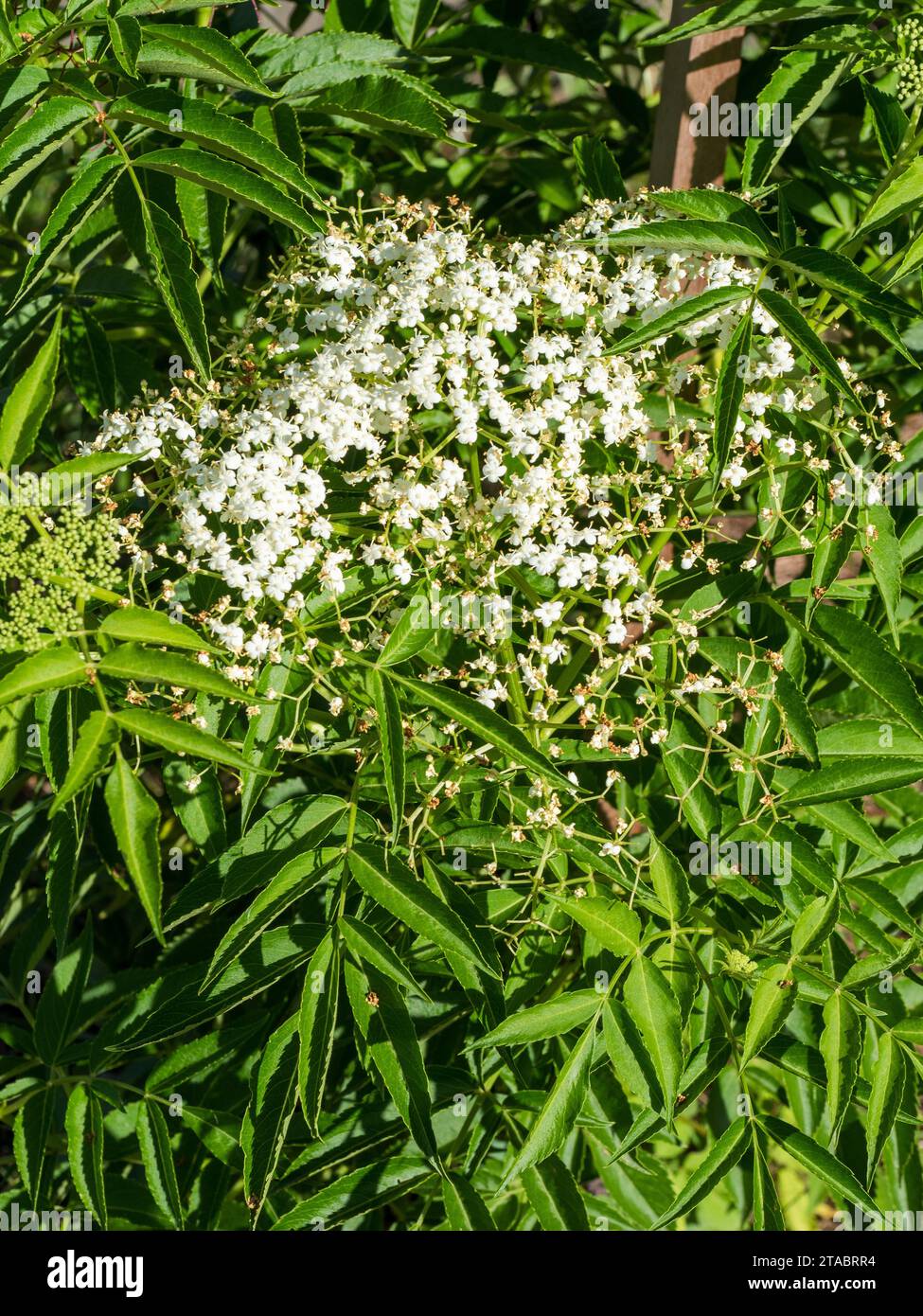 Budding Elderflowers and green leaves on the tree, tiny buds turning ...