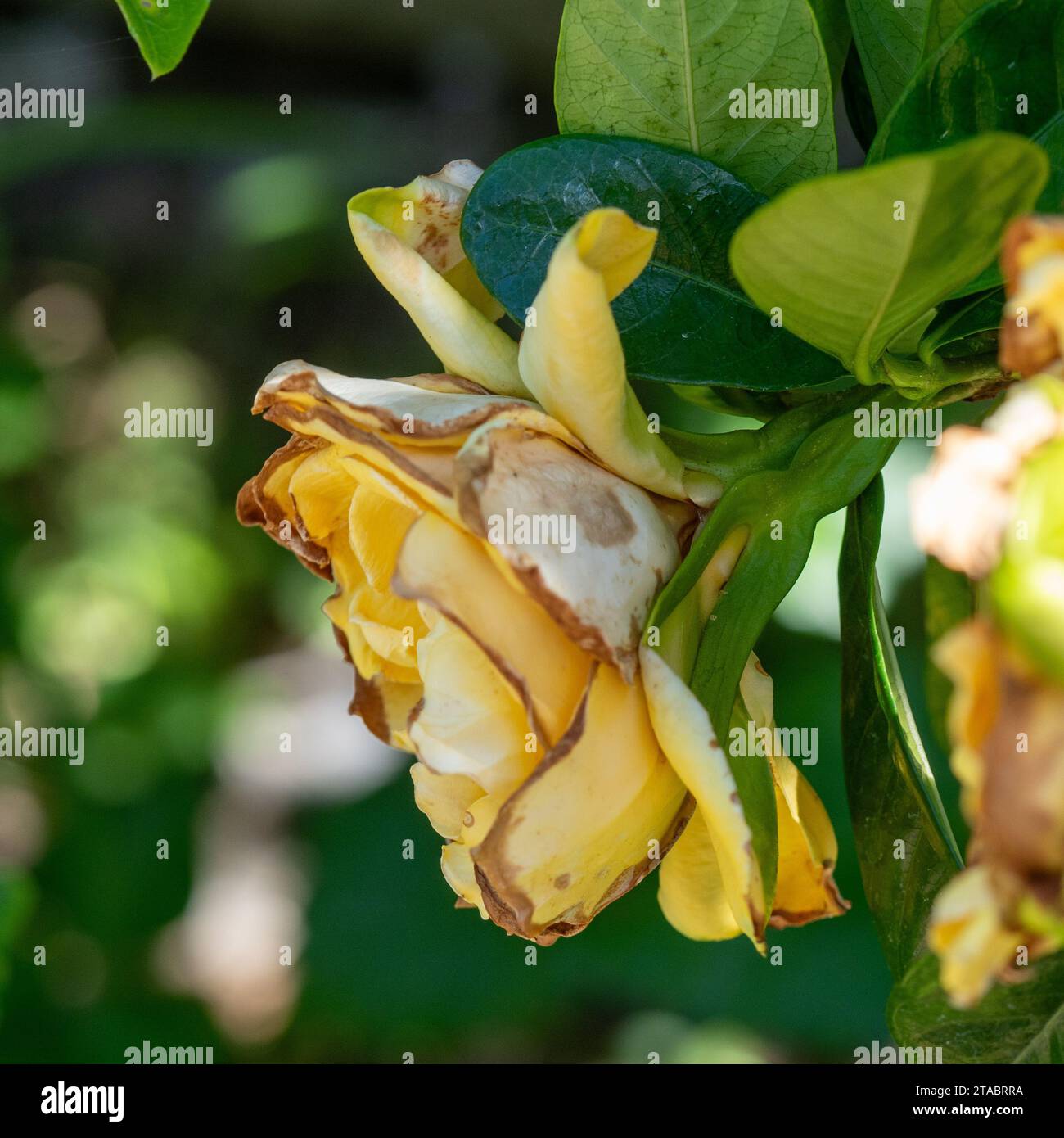 A dying Gardenia flower, yellow browning petals curling up and ...