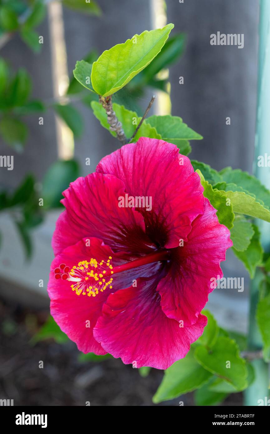 Beautiful dark red rounded petals of the Hibiscus flower, green leaves ...