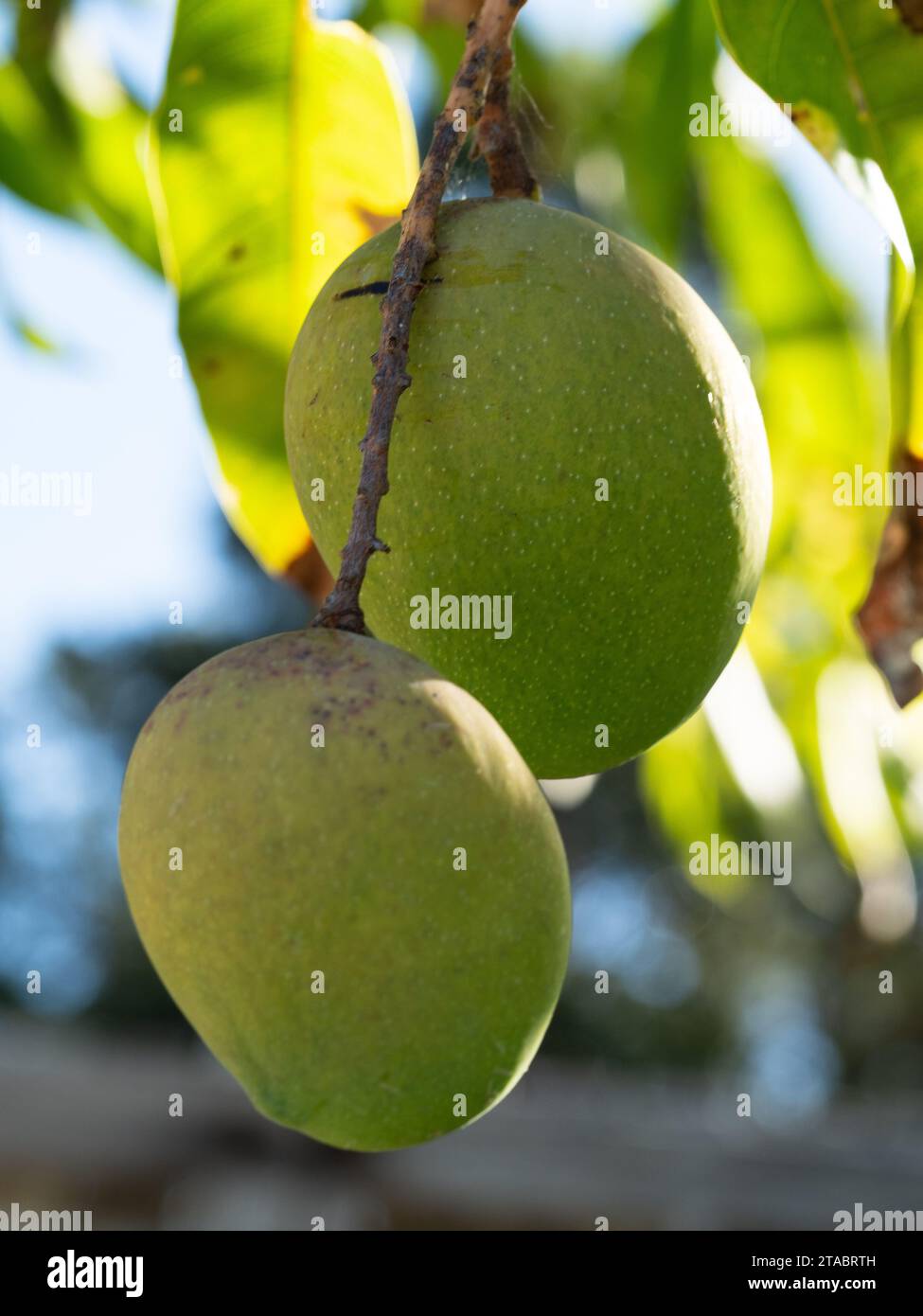 Mango tree australia hi-res stock photography and images - Alamy
