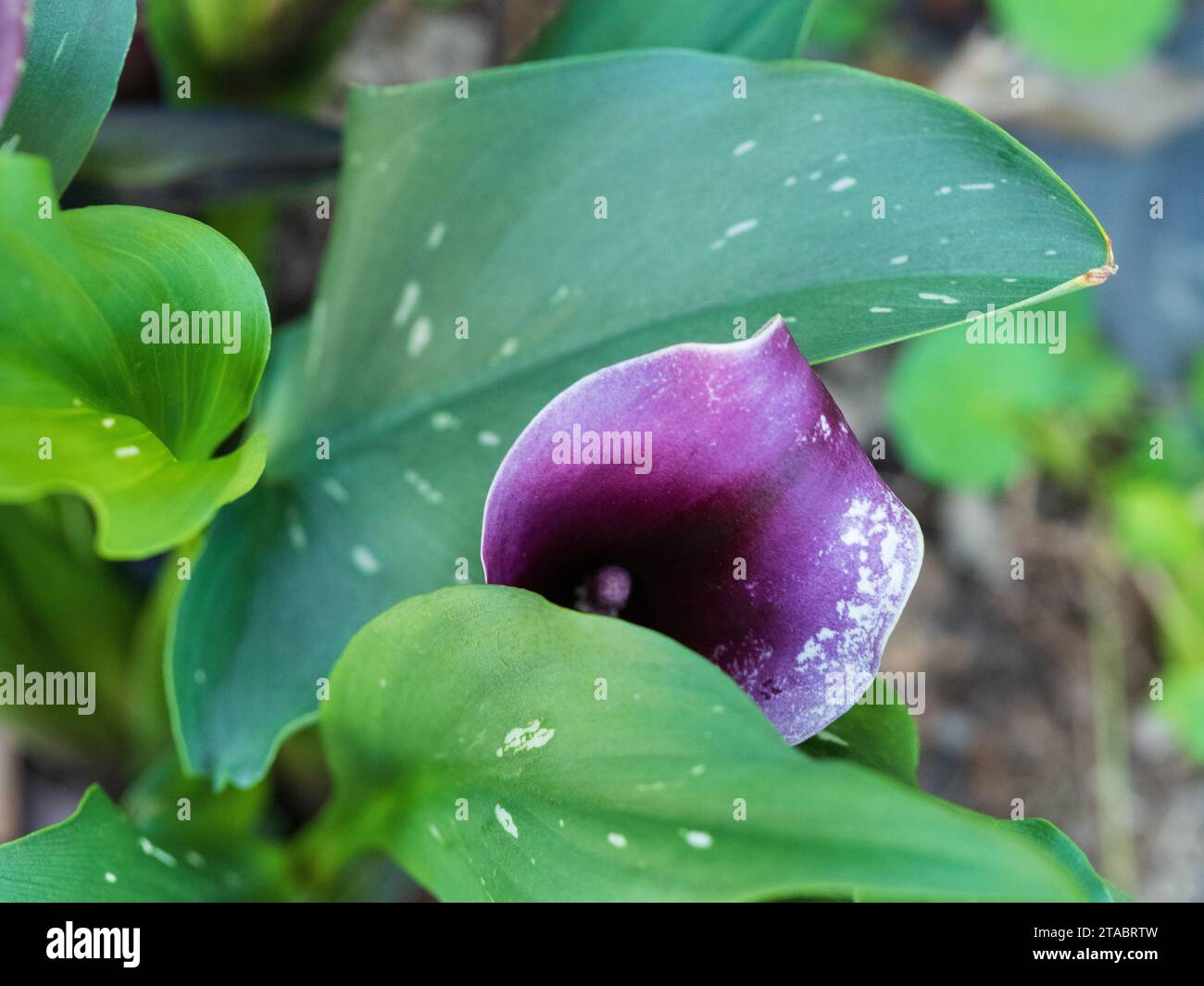 Purple Calla Lily flower bloom peeking through green with white ...