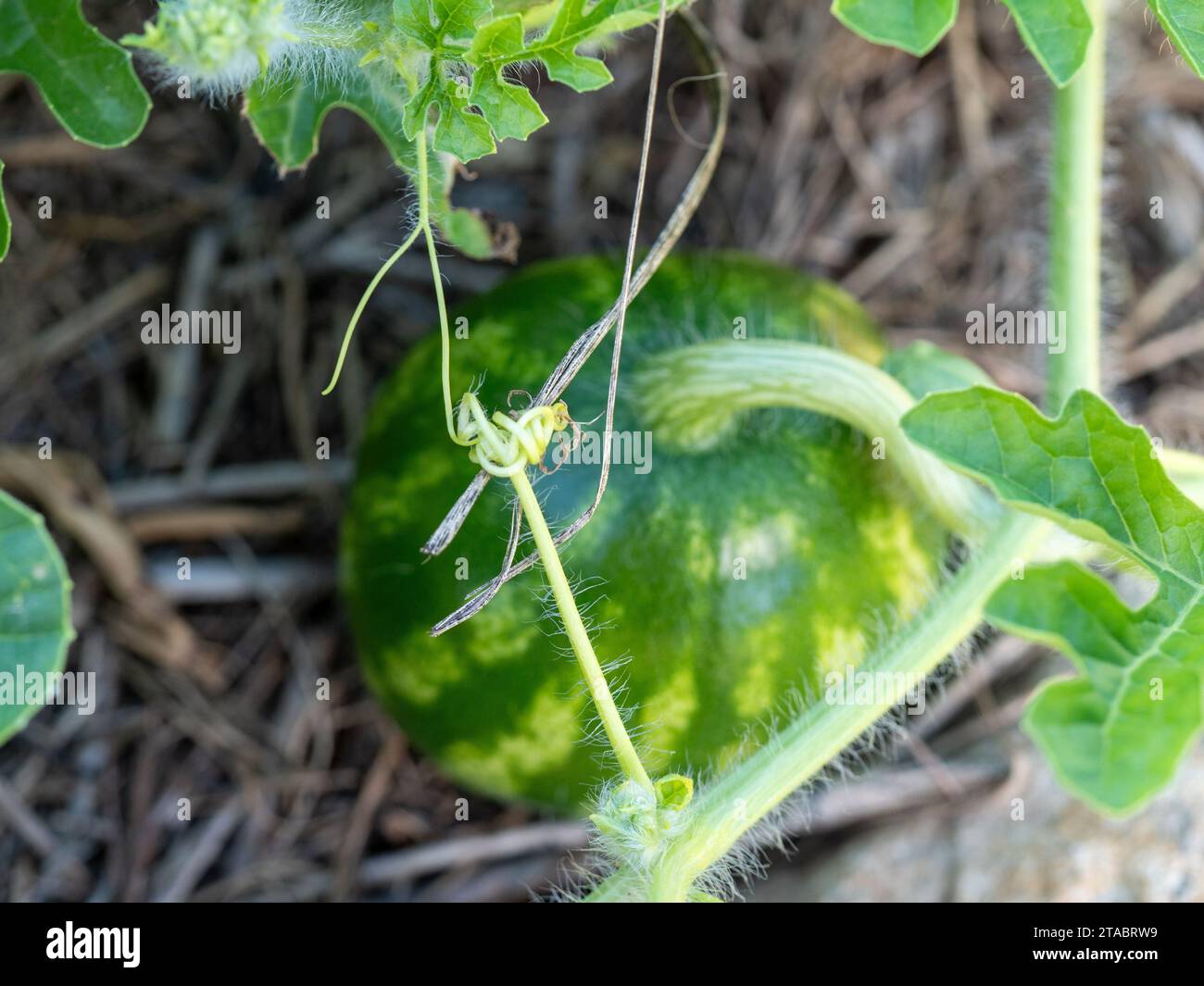 A Watermelon and tendrils growing on the vine in the early stages of ...