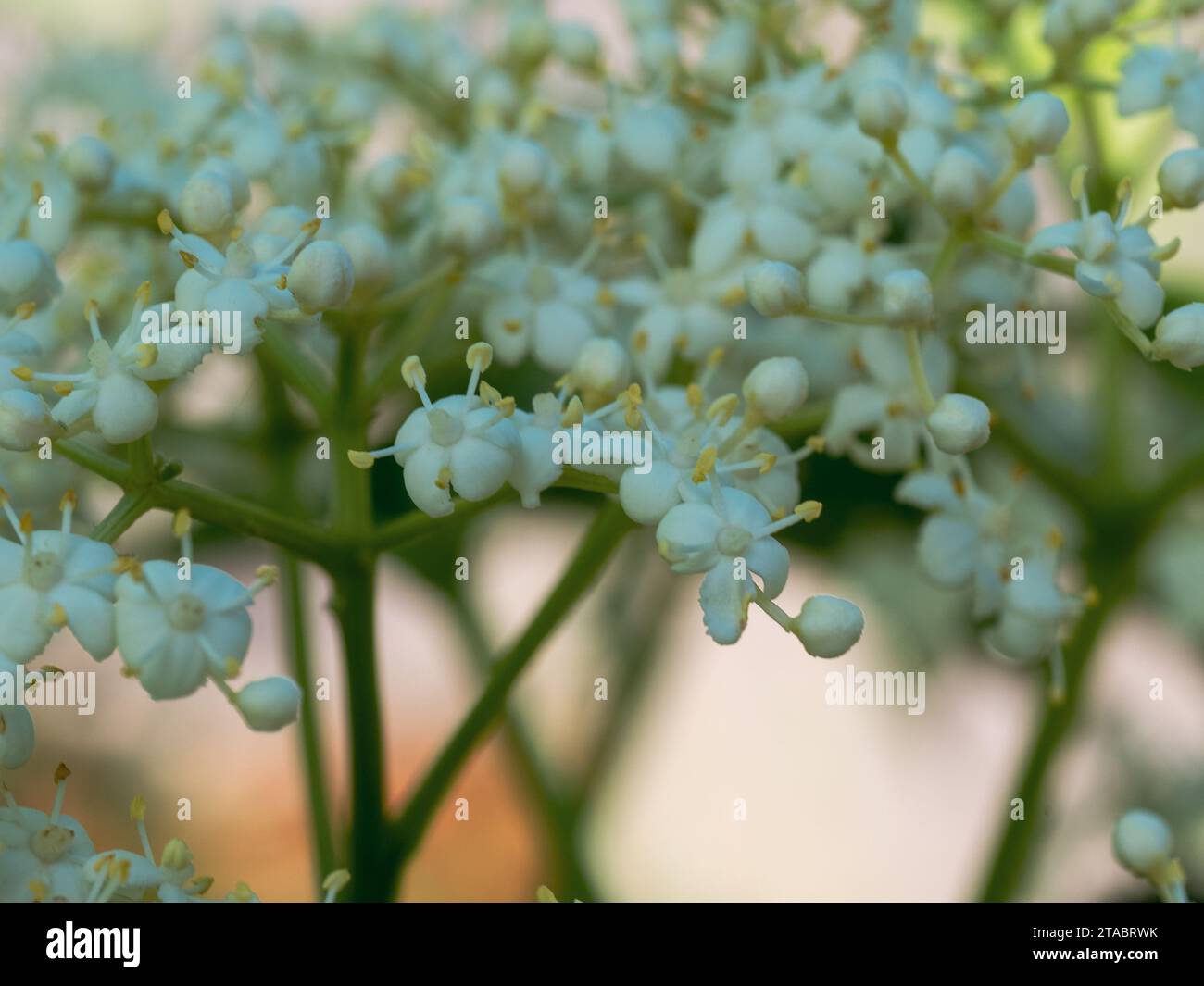 White umbrella like blooms hi-res stock photography and images - Alamy