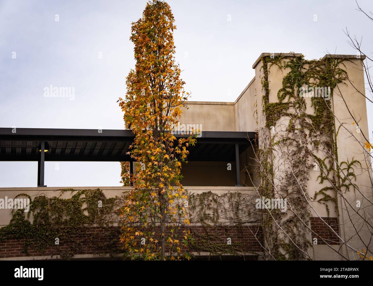 The fall vines growing along the concrete structure Stock Photo - Alamy