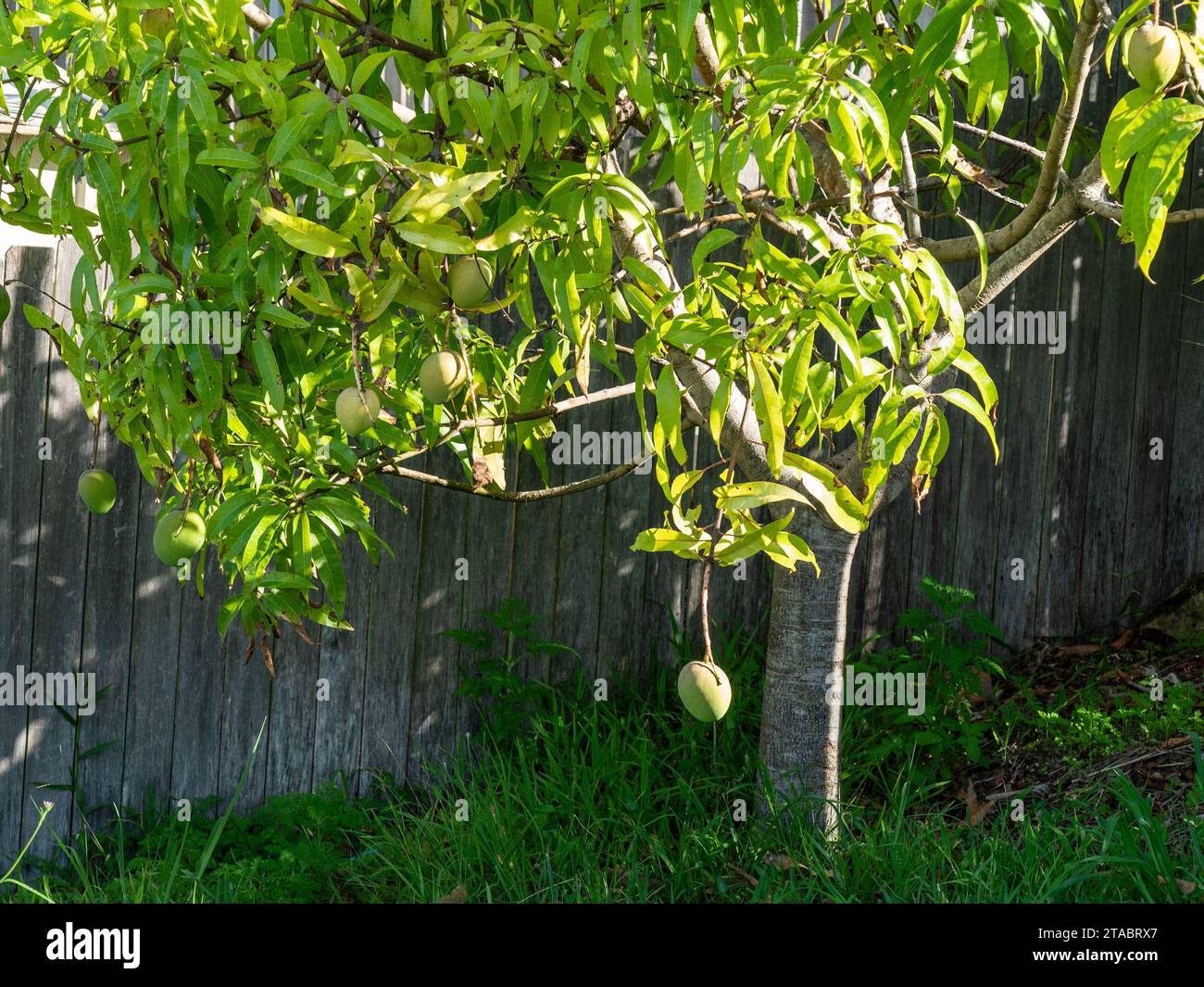 Mango fruits grow on hi-res stock photography and images - Alamy
