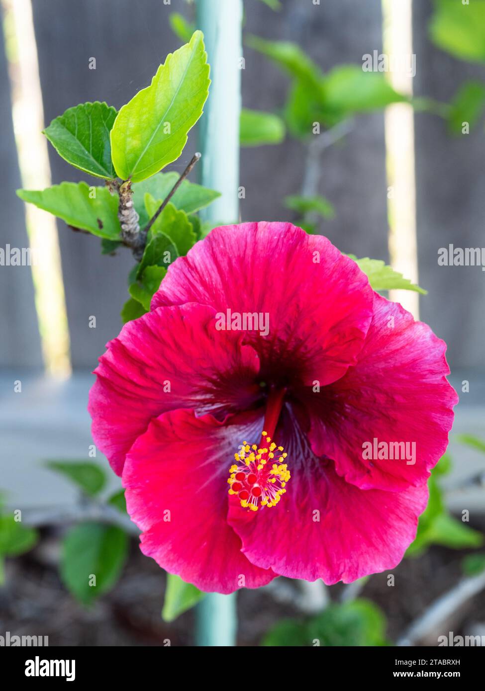 Beautiful dark red rounded petals of the Hibiscus flower, green leaves ...