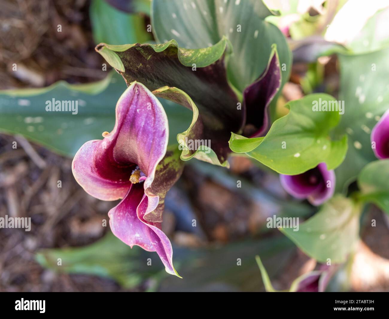 Captain bloom hi-res stock photography and images - Alamy