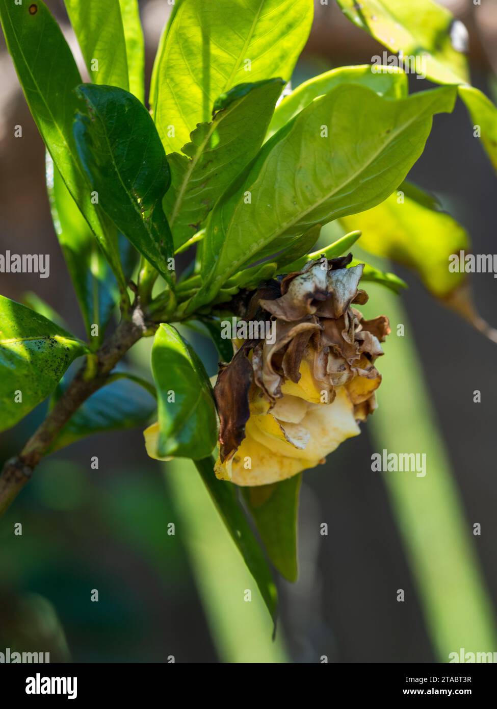 Shrivelling hi-res stock photography and images - Alamy