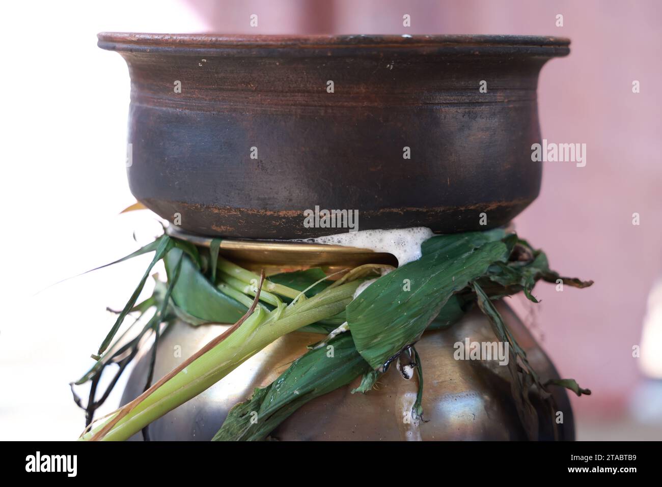 celebrating Traditional Thai Pongal festival to sun god with pot, lamp ...