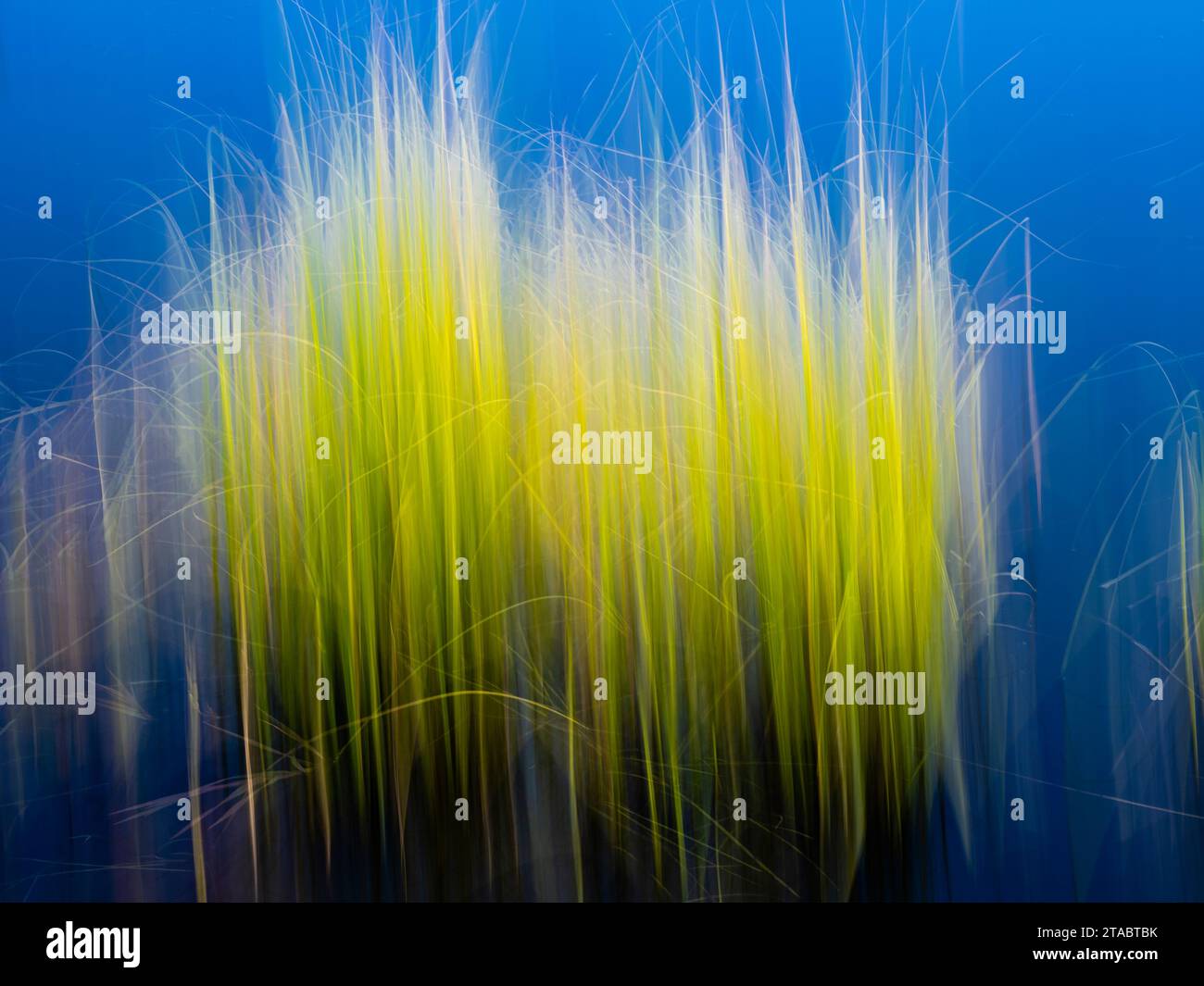 Fireweed leaf hi-res stock photography and images - Alamy