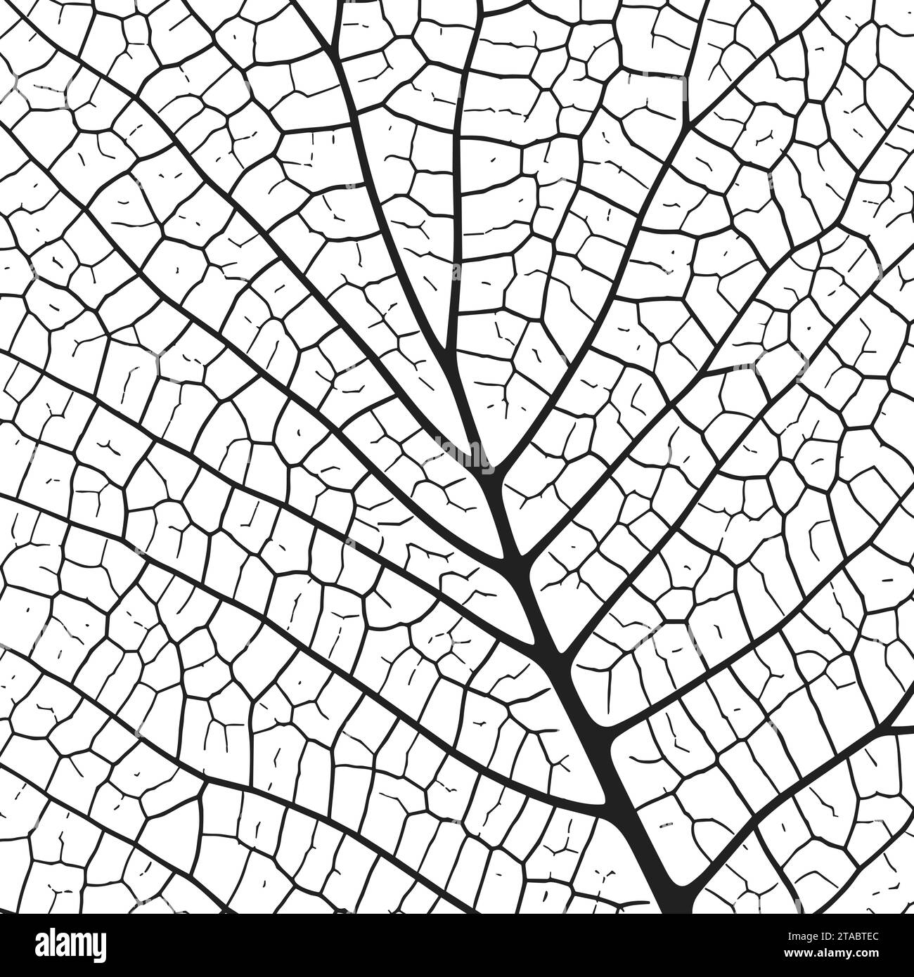 Leaf vein texture abstract background with close up plant leaf cells ...