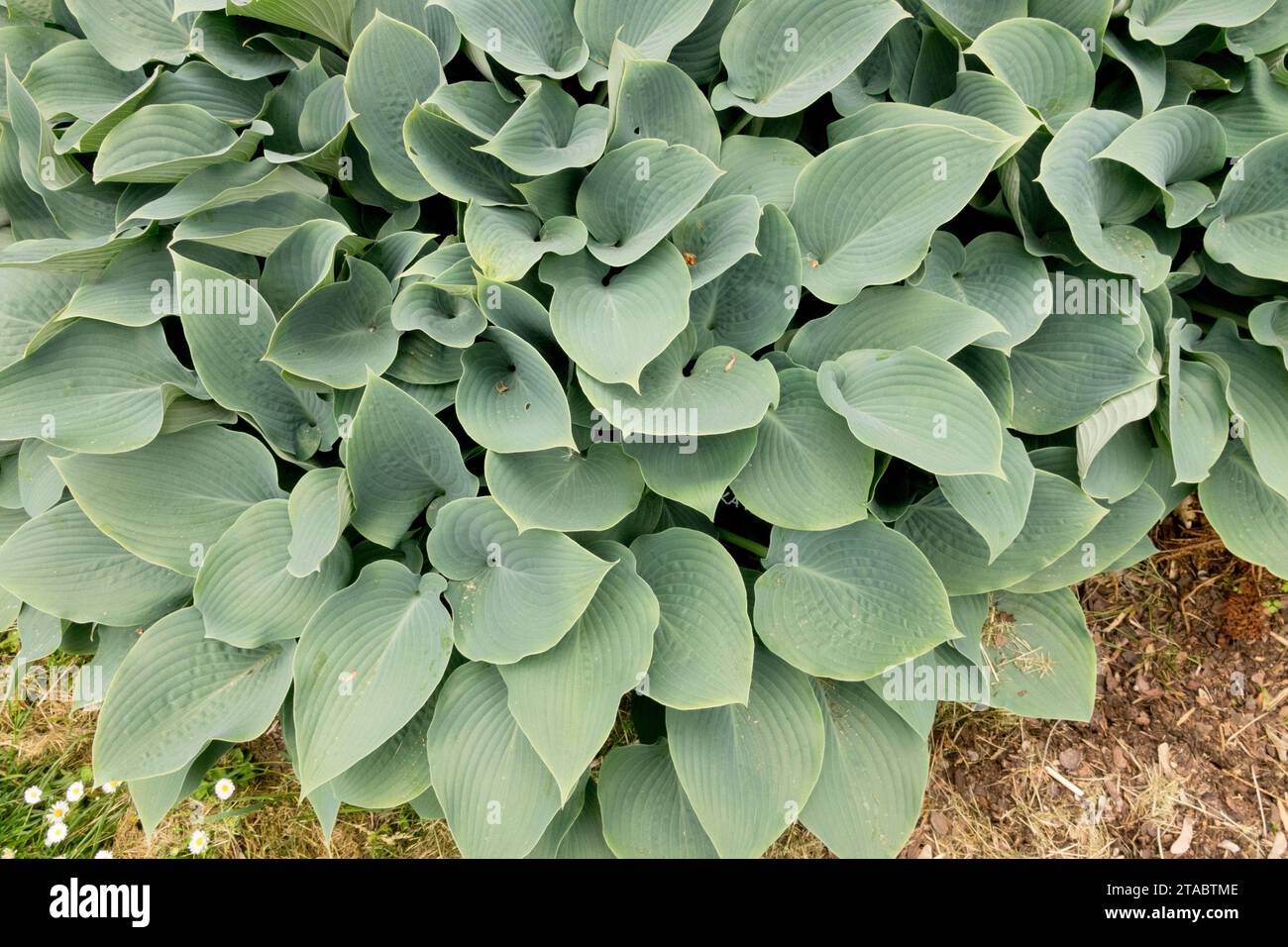 Spring, Plantain Lily, Garden, Hardy, Hostas, Foliage, Nature ...