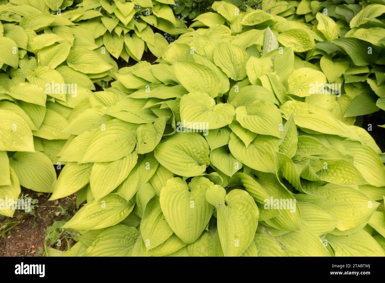Plantain Lily, Golden Yellow, Garden, Hosta "Fortunei Aurea Stock Photo ...