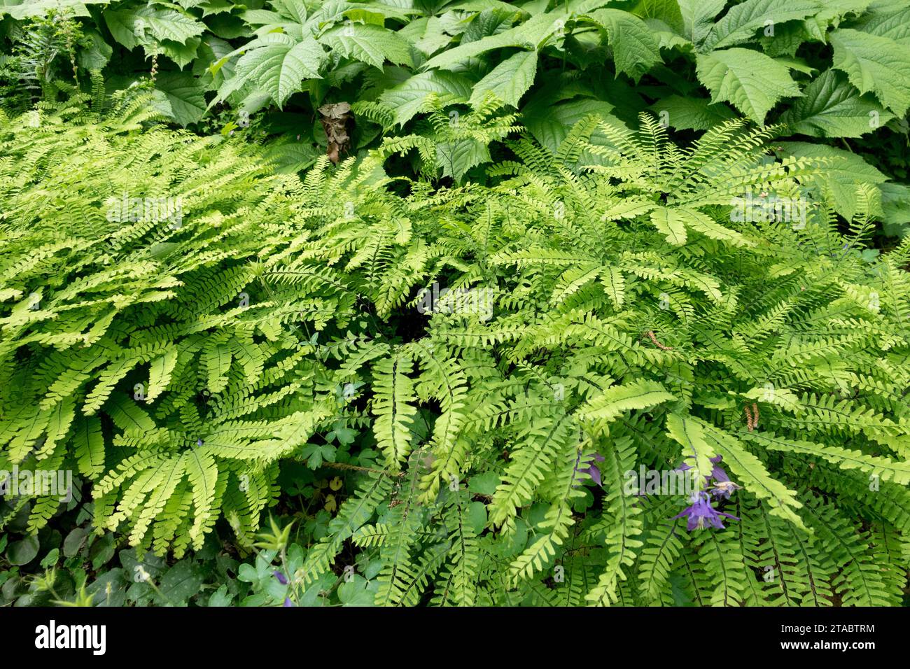 Five fingered fern hi-res stock photography and images - Alamy