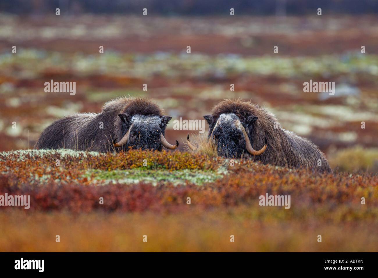 Muskox ovibos moschatus pair hi-res stock photography and images - Alamy