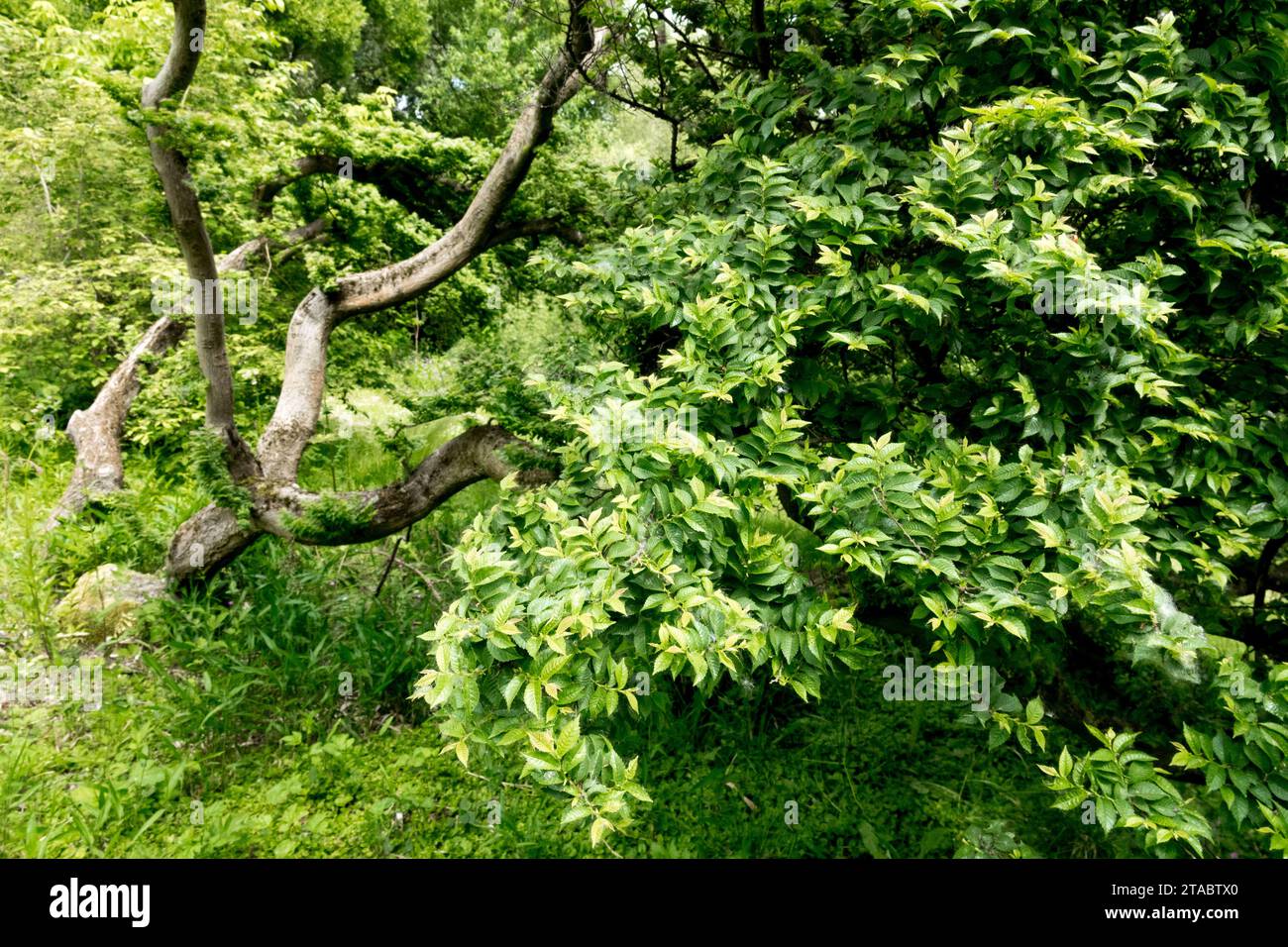 Old, Elm, Tree, Garden, Ulmus x hollandica, Foliage in Spring, Season ...
