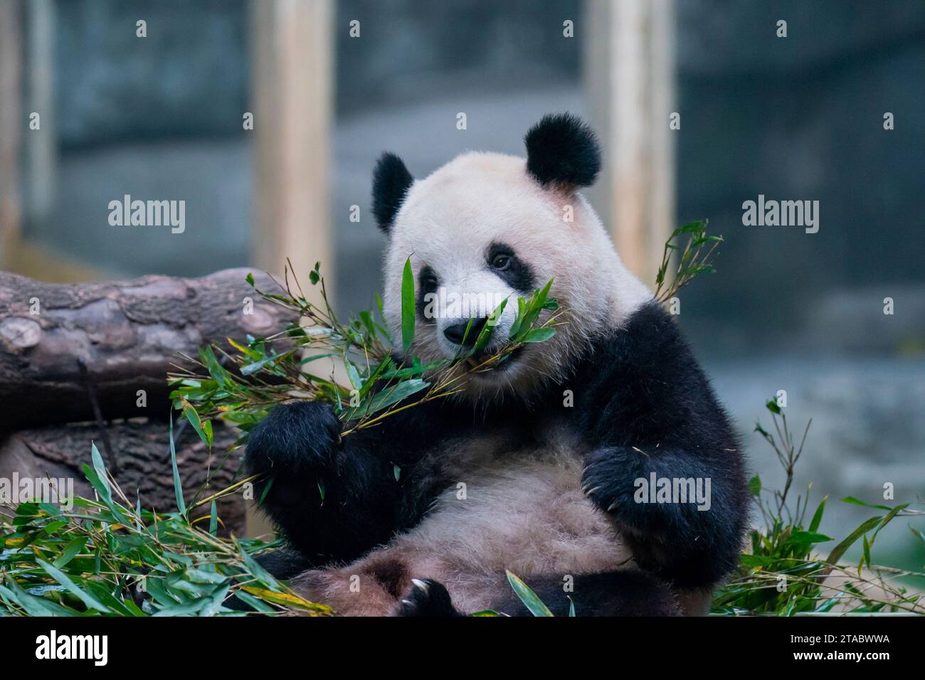 A panda cub has bamboo leaves in a zoo in southwest China's Chongqing ...