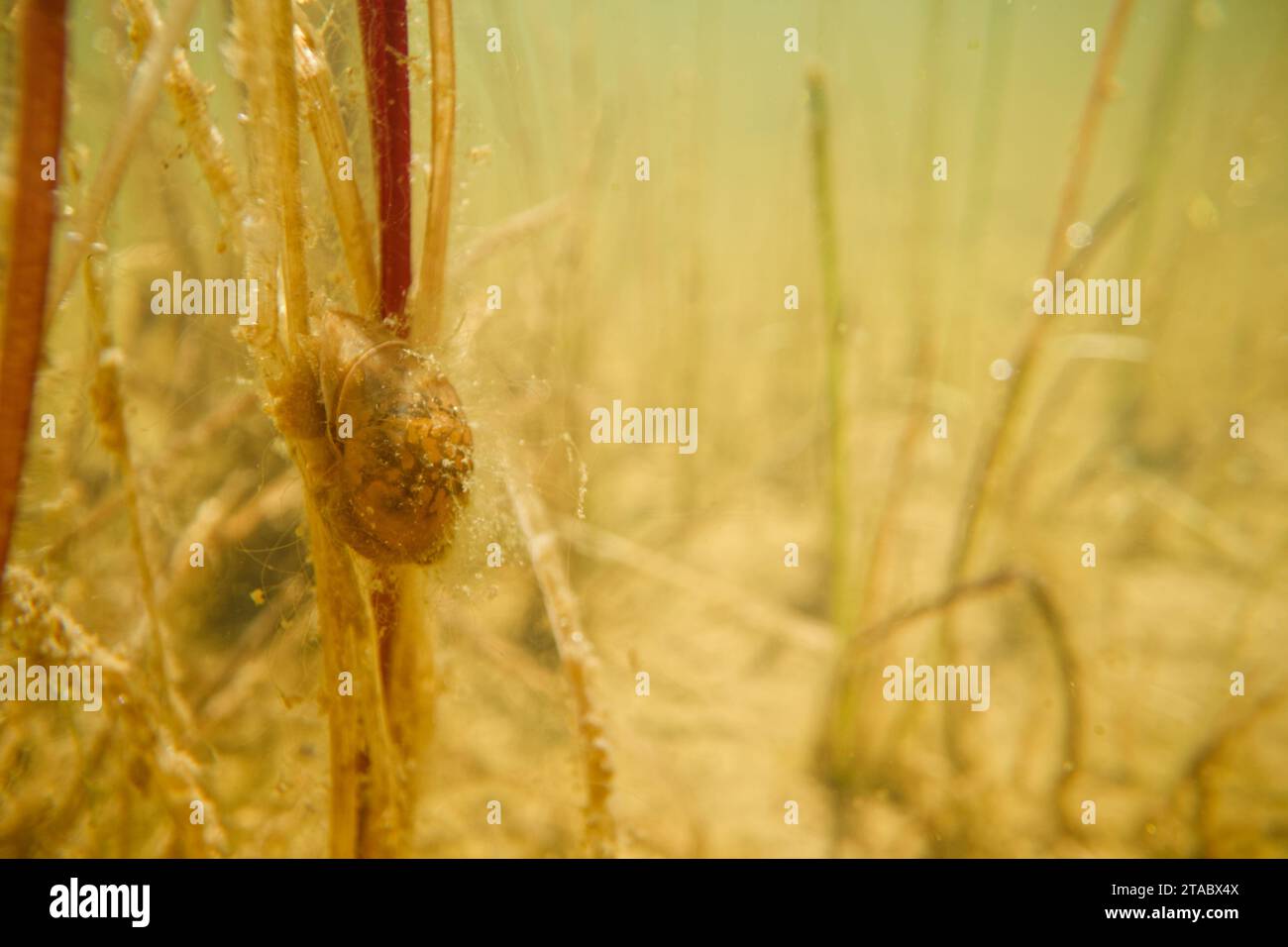 Pond snail (Radix peregra) in a sand pit pool Stock Photo - Alamy