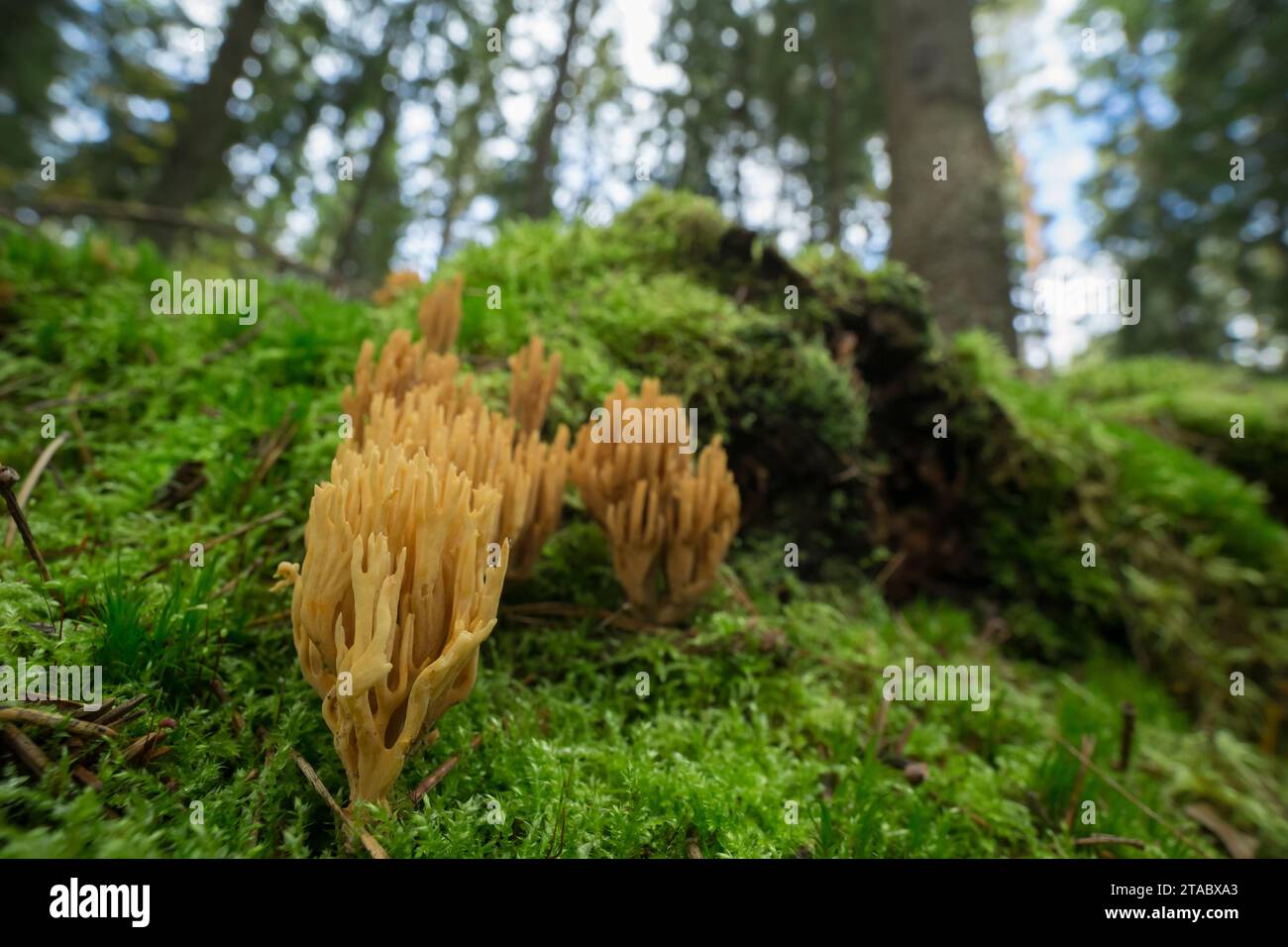 Eumorpha hi-res stock photography and images - Alamy