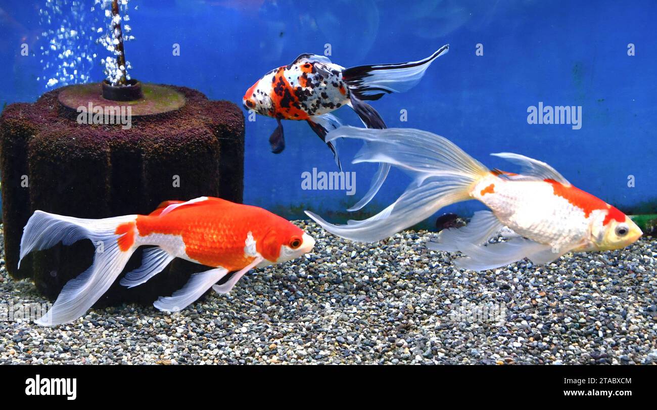 Goldfish swim in a tank at a zoo operated by the Edogawa Environment ...