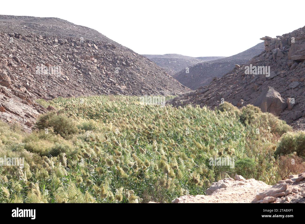 Egyptian reeds hi-res stock photography and images - Alamy